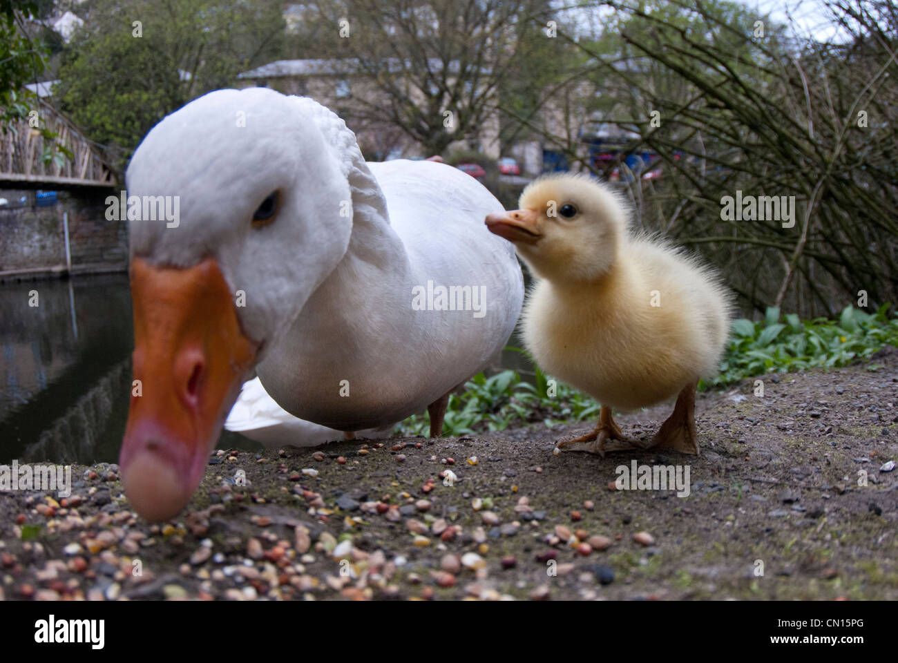 Mother and goosing Stock Photo - Alamy