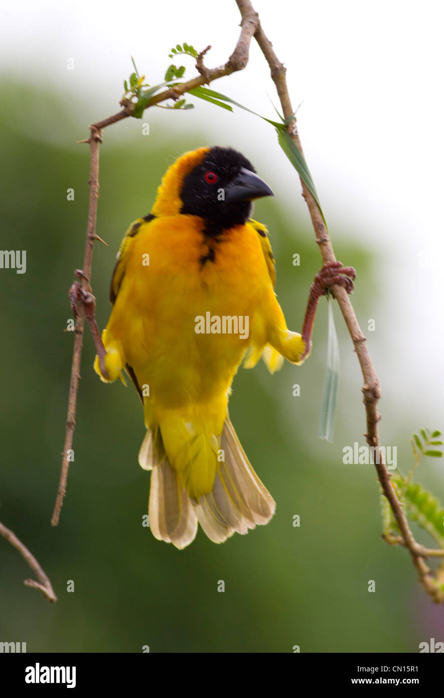 Black Headed Weaver (aka Village Weaver, Spotted-backed Weaver ...