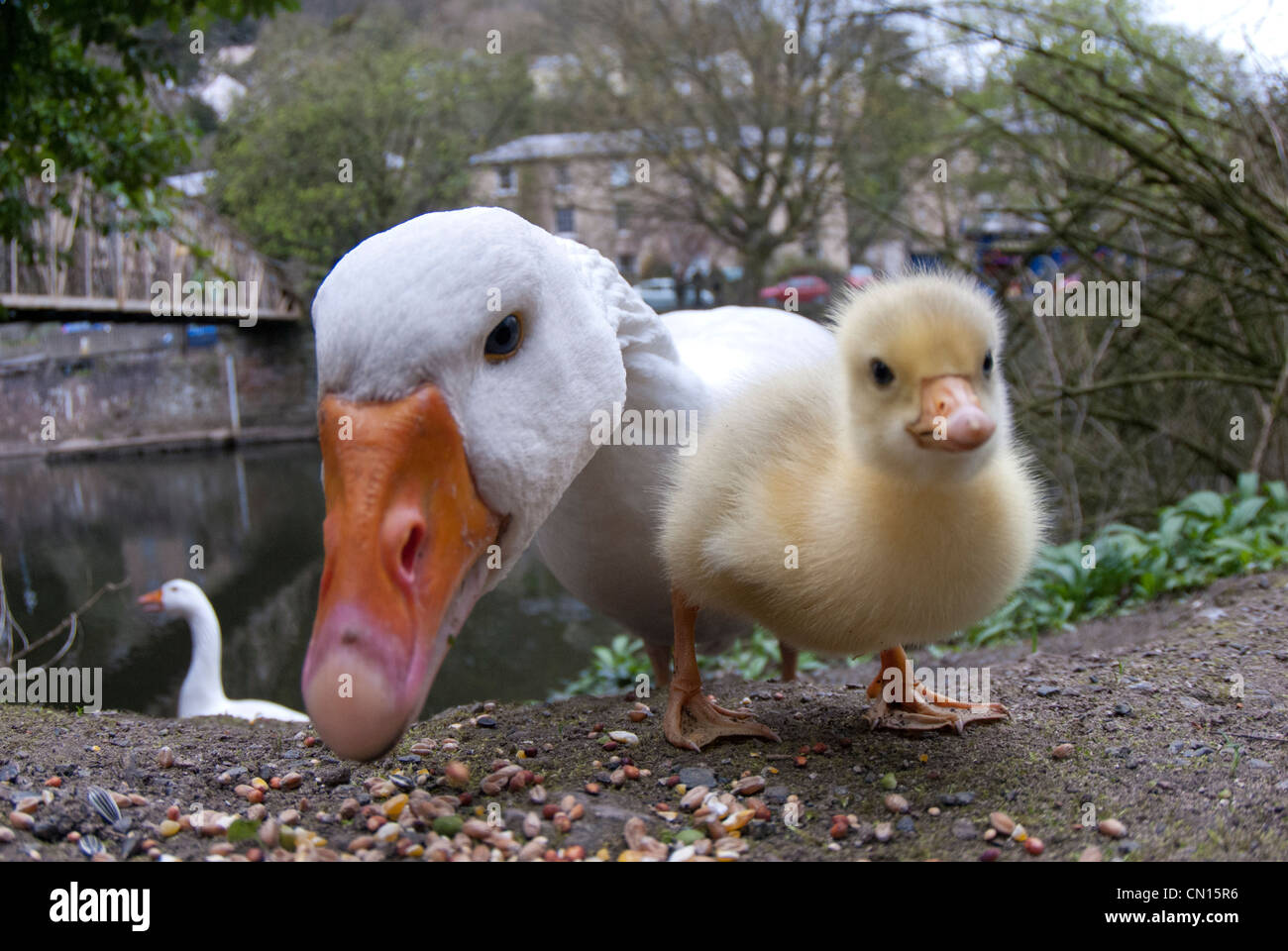 Mother goose hi-res stock photography and images - Alamy