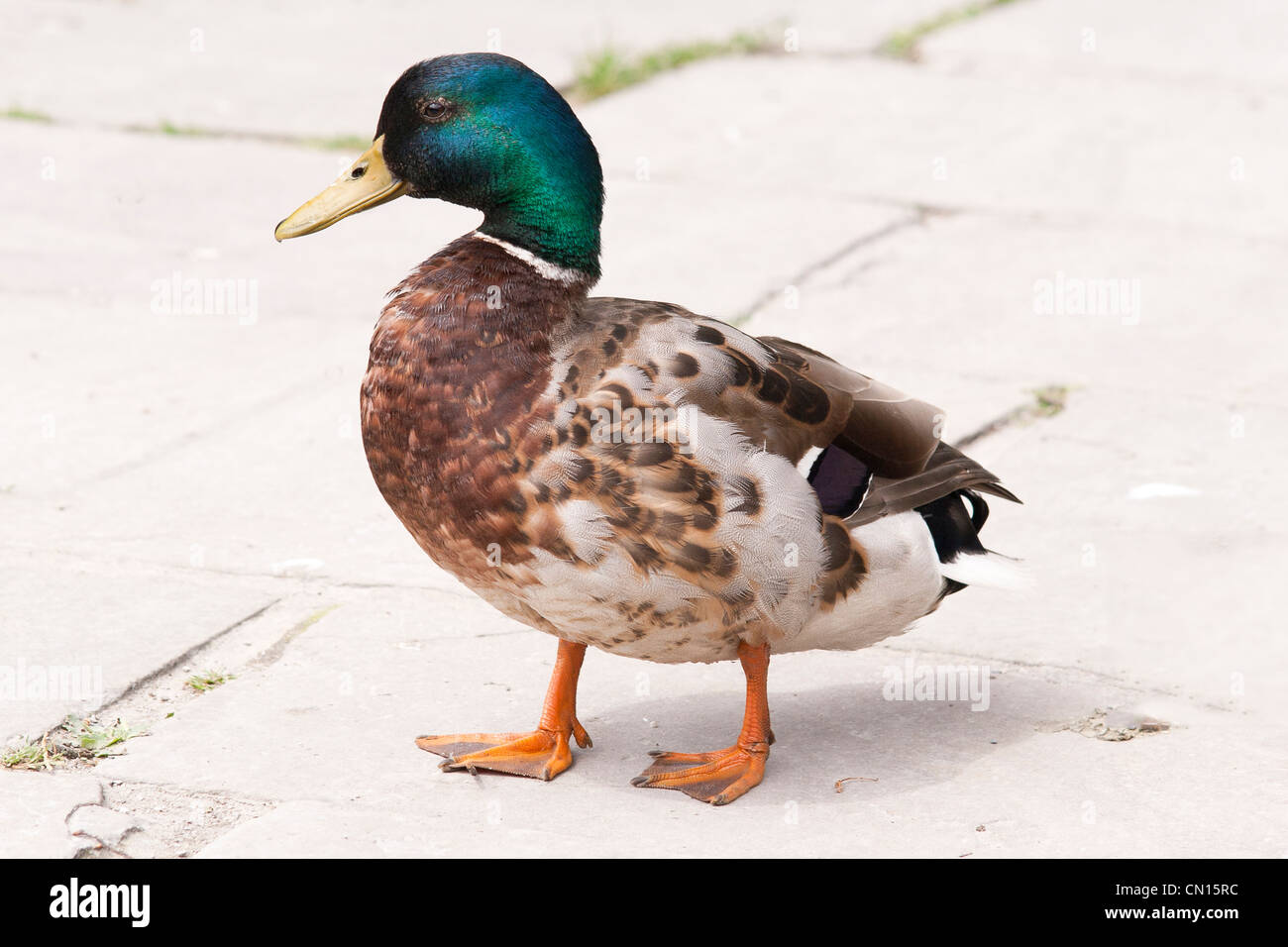 A Mallard duck on The Leeds and Liverpool Canal, Saltaire, West ...