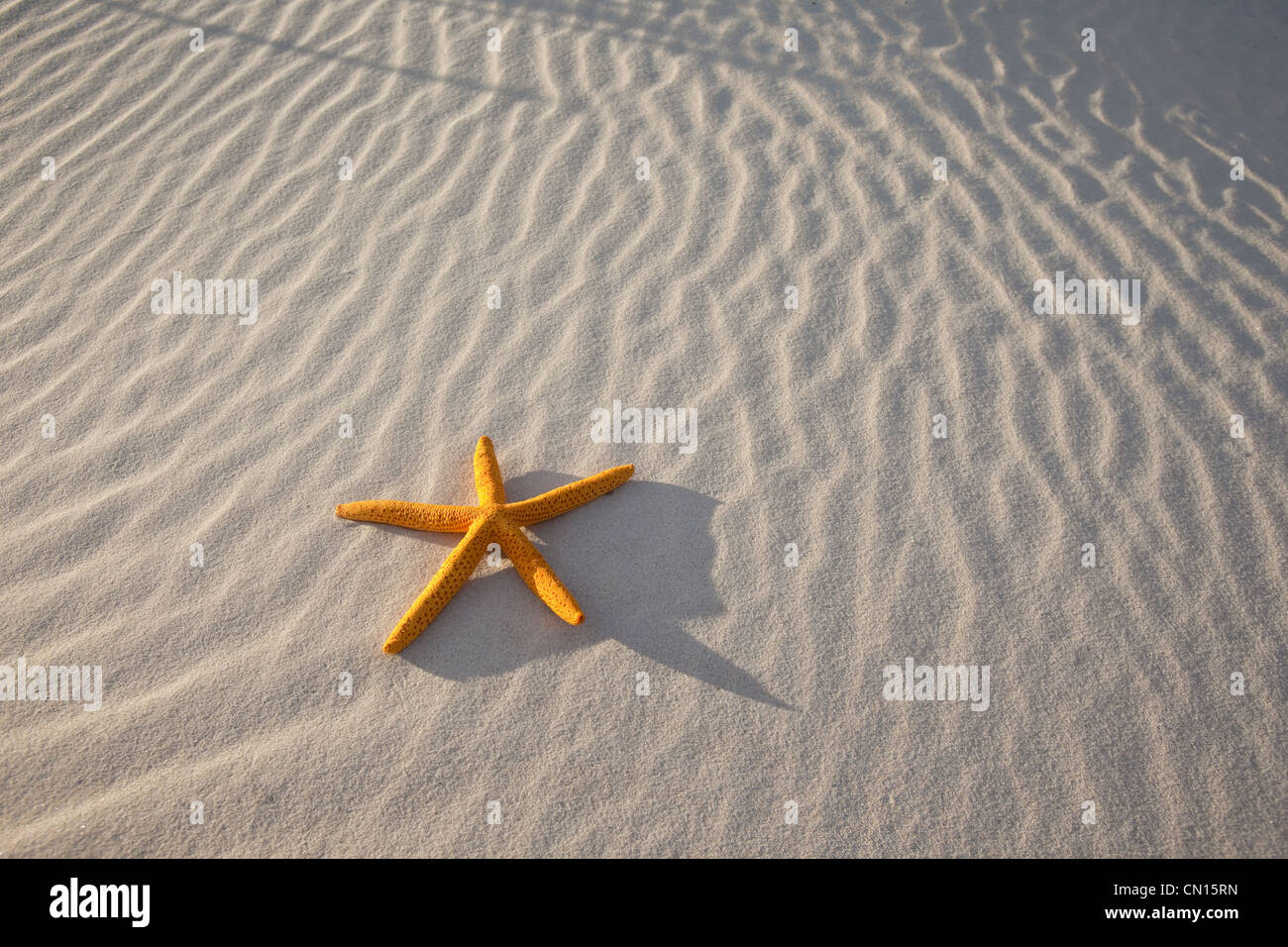Australian starfish hi-res stock photography and images - Alamy
