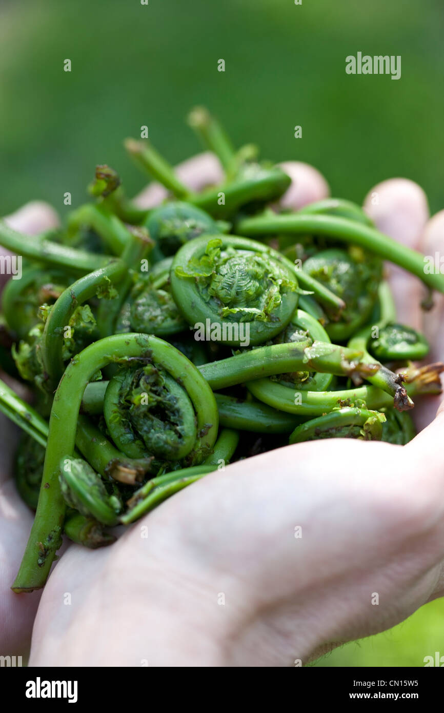 Hands holding fresh fiddleheads at a market, Toronto, Ontario Stock ...