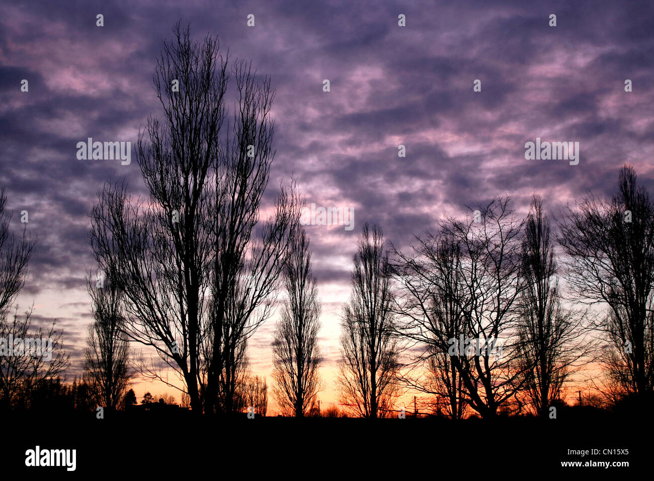 Trees in Sunset Stock Photo - Alamy