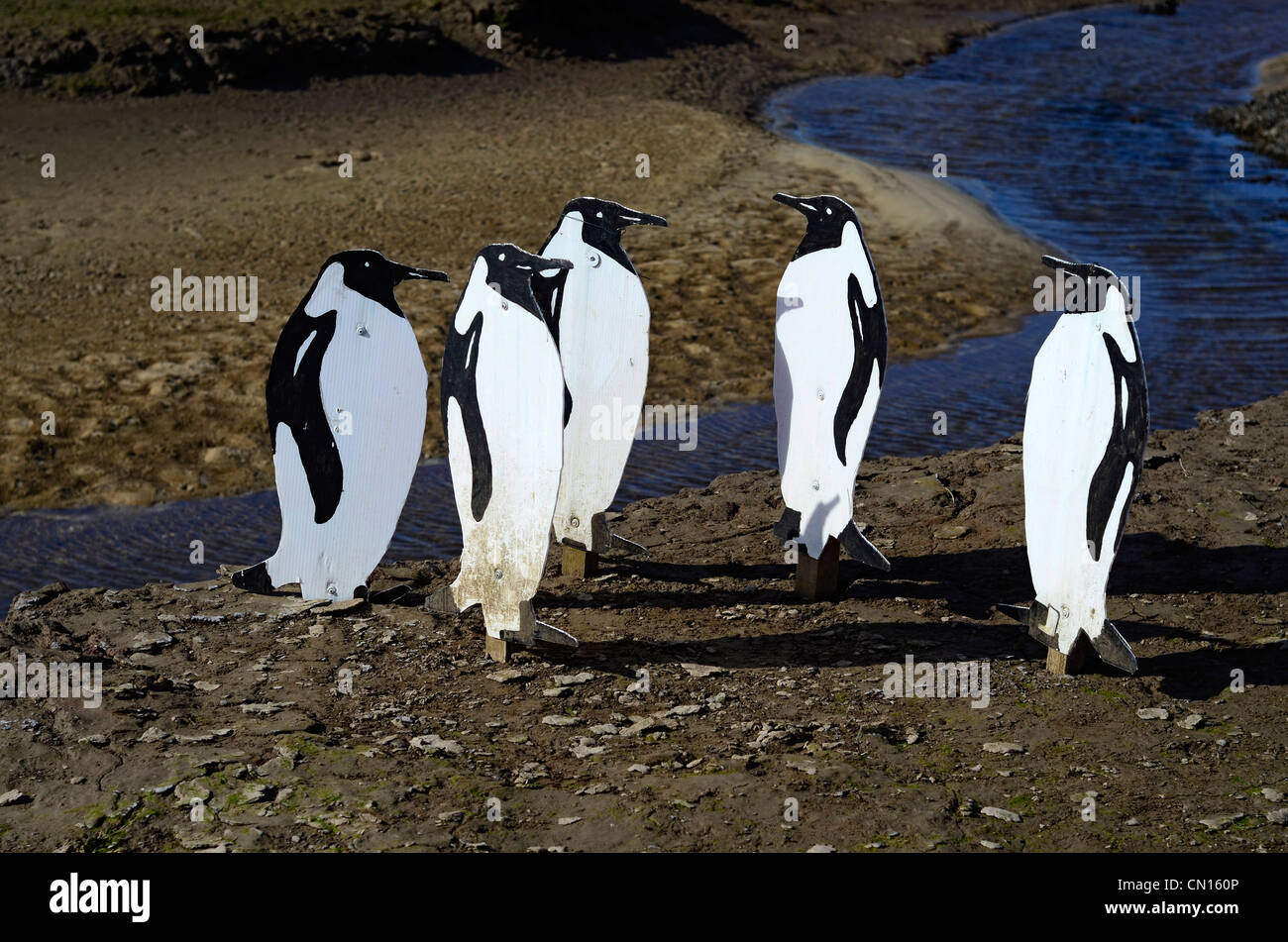 Flat Penguins feeding on Hayle estuary Cornwall UK Stock Photo - Alamy