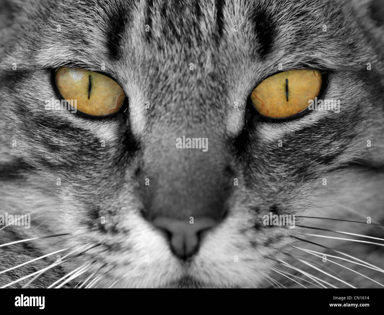 Cats felinos hi-res stock photography and images - Alamy