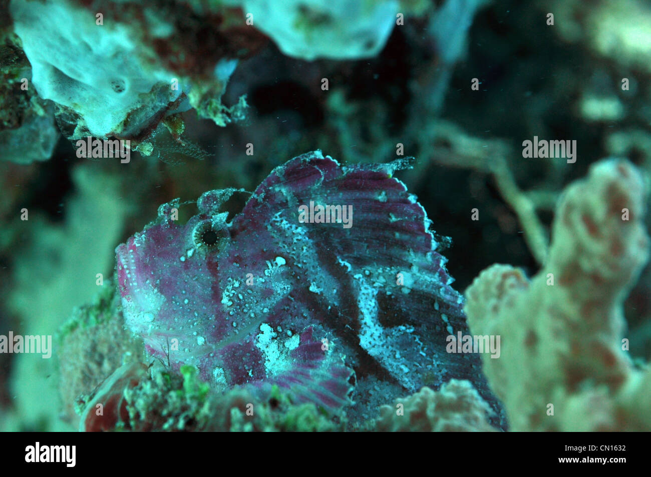 Fish leaf hi-res stock photography and images - Alamy