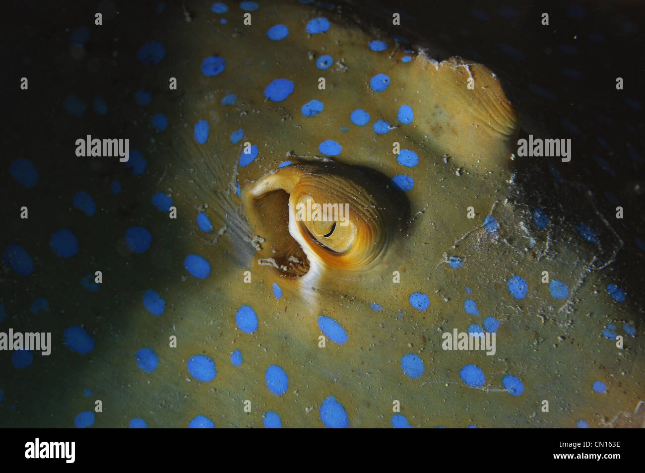 blue spotted ray Stock Photo - Alamy