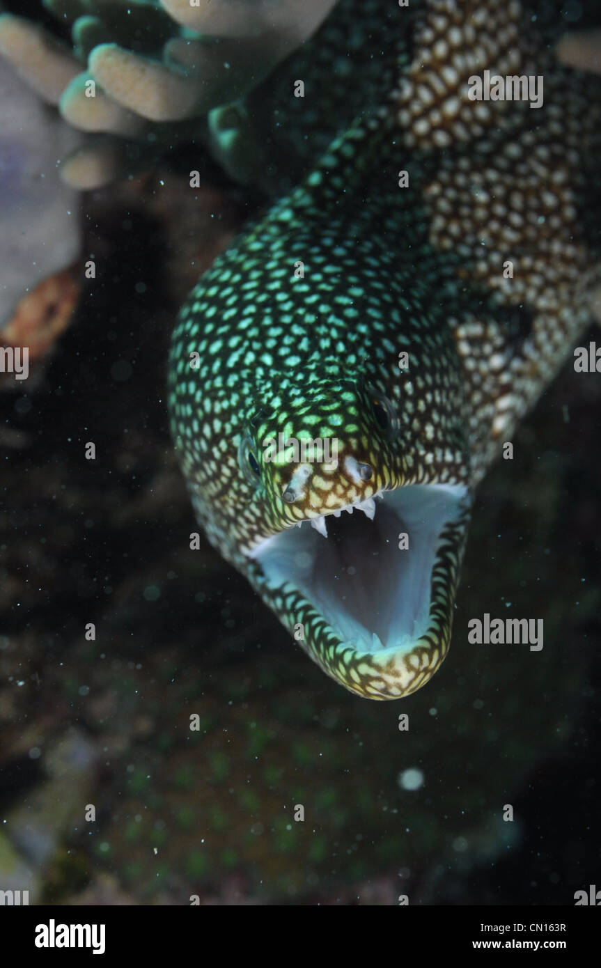 Moray mouth hi-res stock photography and images - Alamy