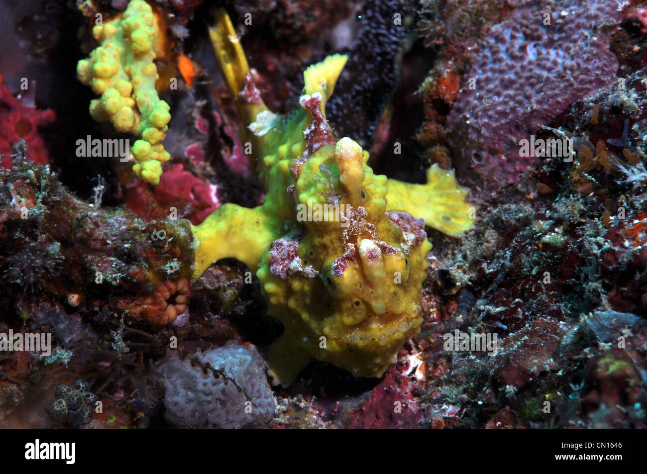 yellow frog fish Stock Photo - Alamy