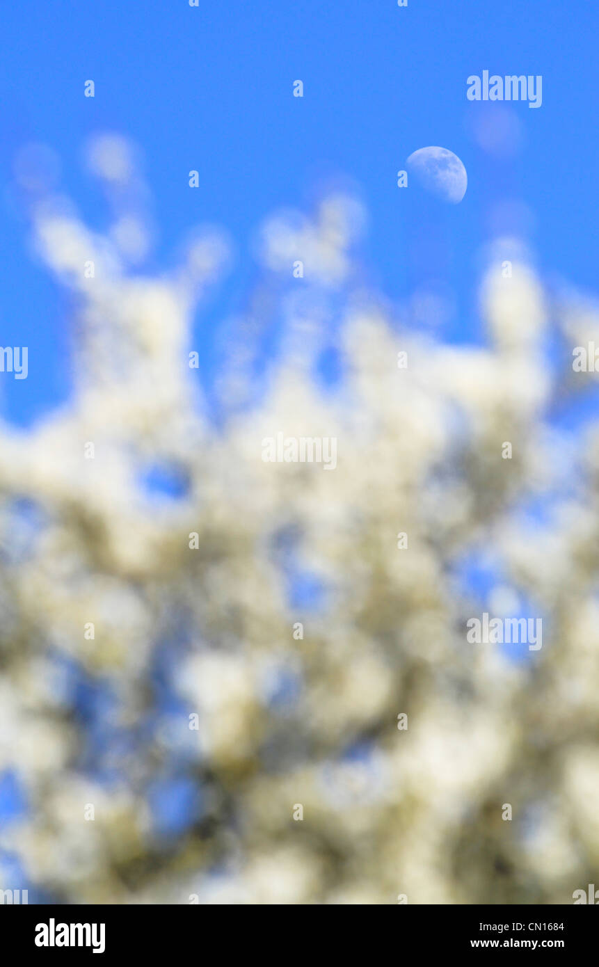 Moon flower bloom hi-res stock photography and images - Alamy