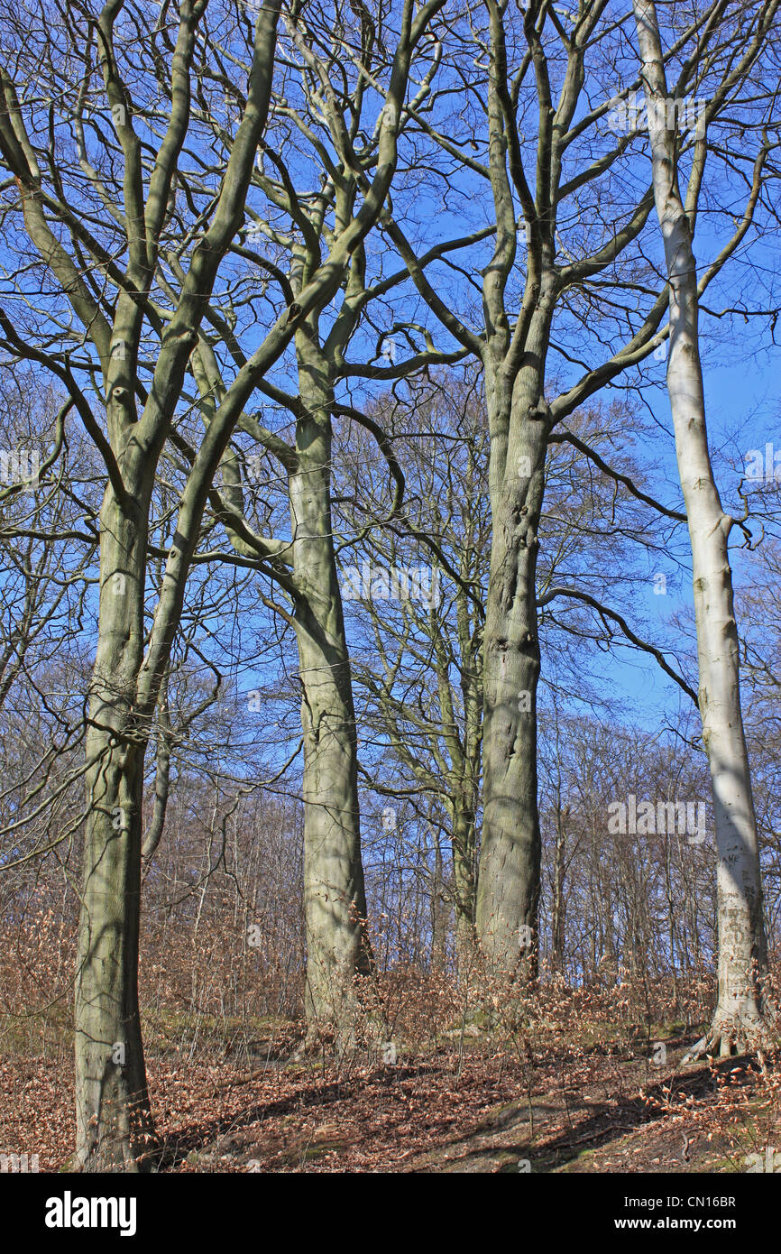 Four bare trees in April beneath a clear blue sky Stock Photo - Alamy