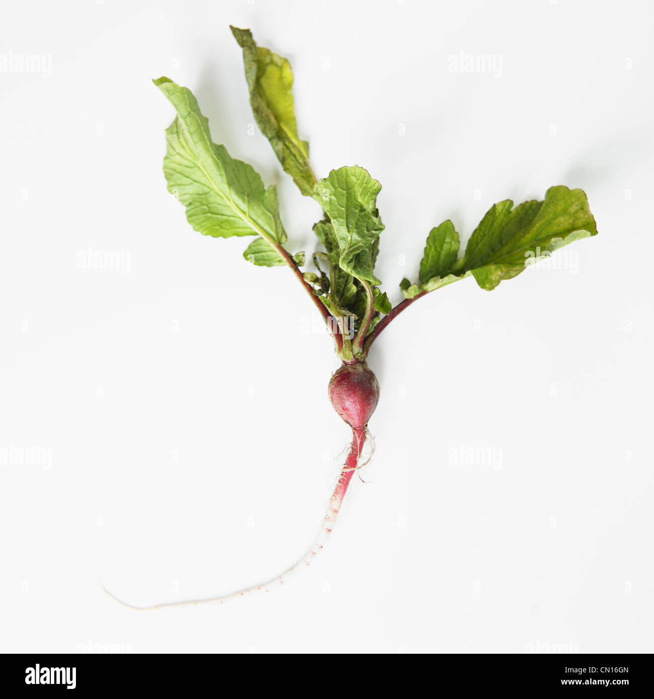 Whole baby radish Stock Photo - Alamy