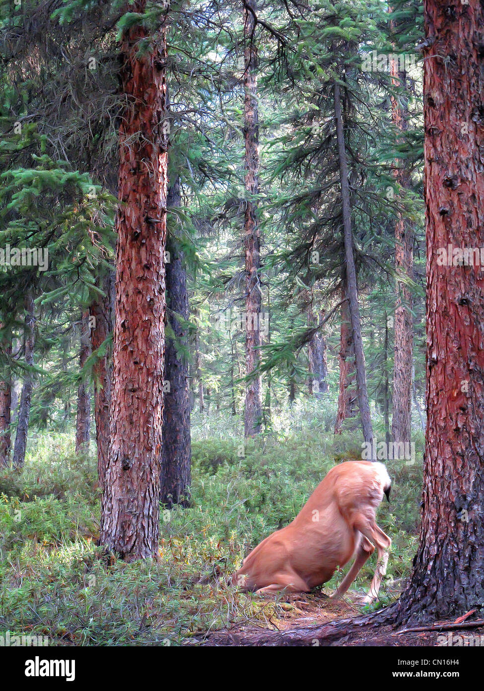 Deer eating lichen in the roots of trees along Maligne Lake, Japser ...