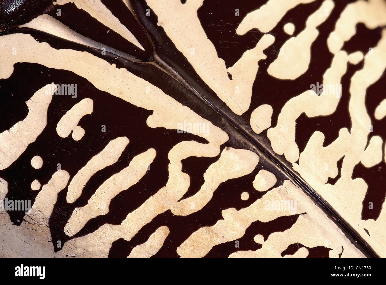 detail of zebra-striped pattern on elytra of african beetle Goliathus ...