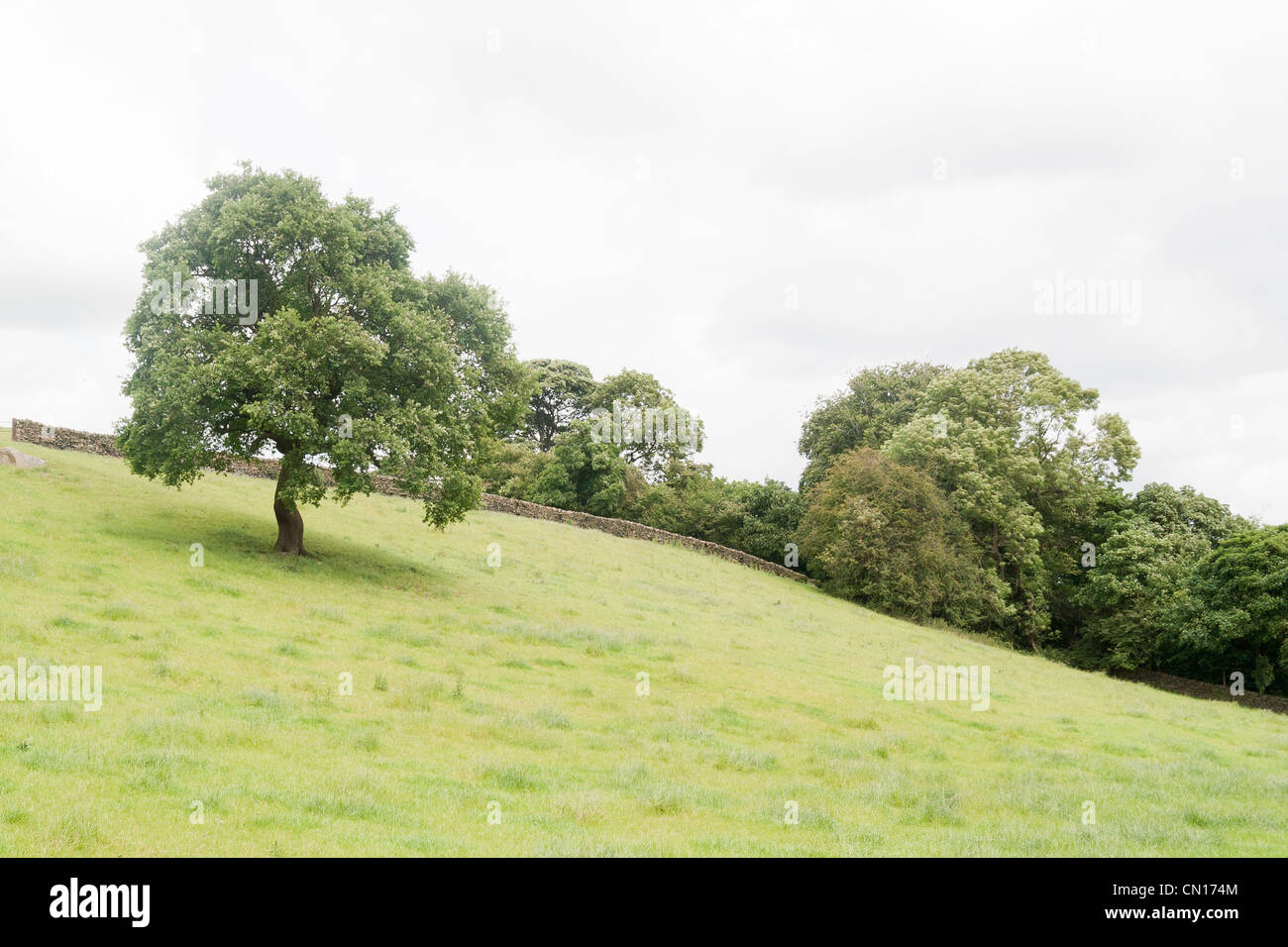 British rural tree yorkshire uk hi-res stock photography and images - Alamy