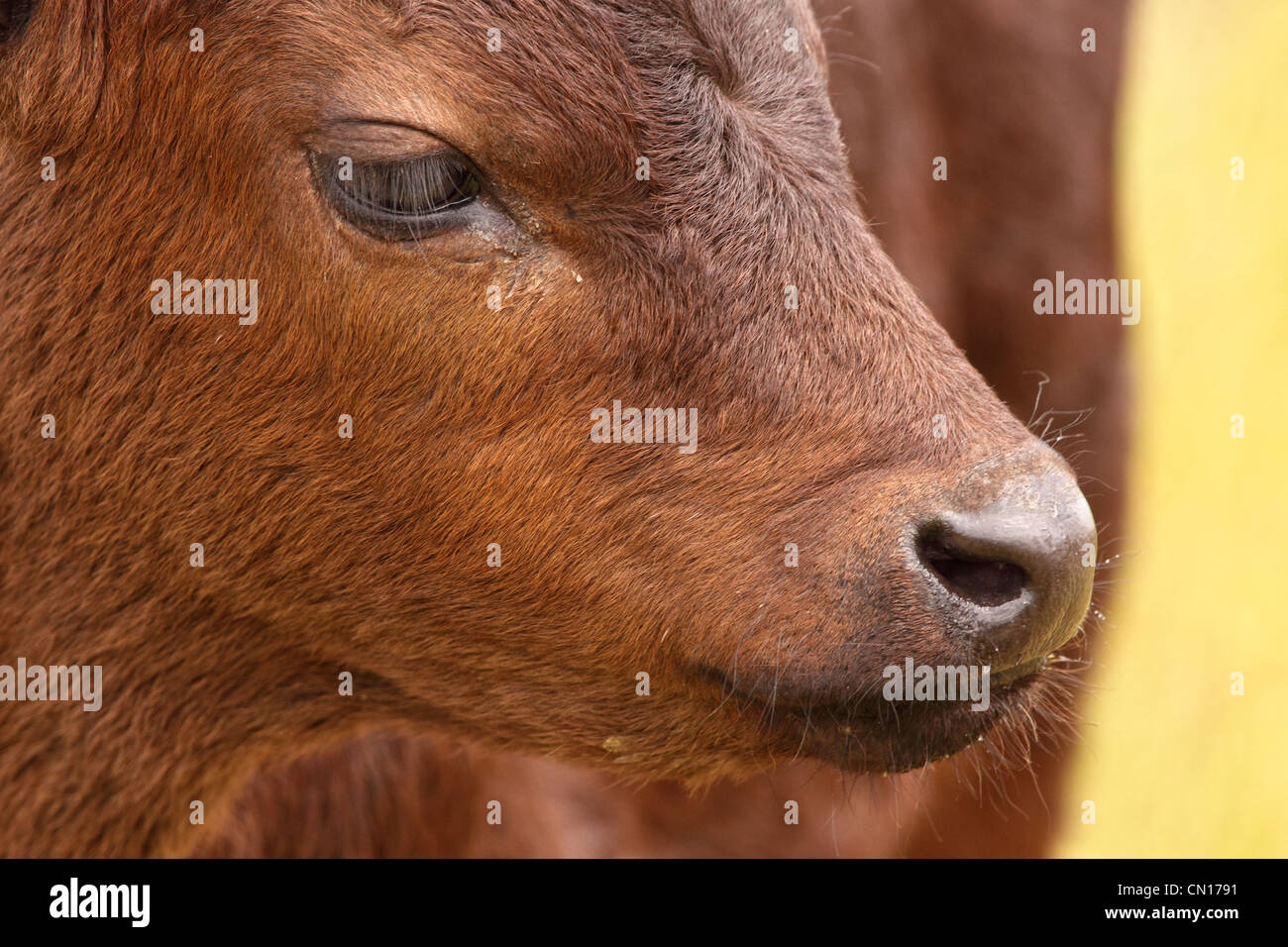Close up of a calf, rural Saskatchewan Stock Photo - Alamy