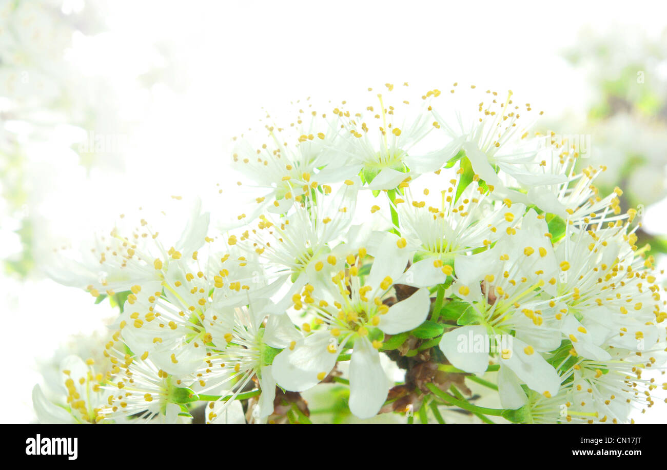 plum flowers merging with light background Stock Photo - Alamy