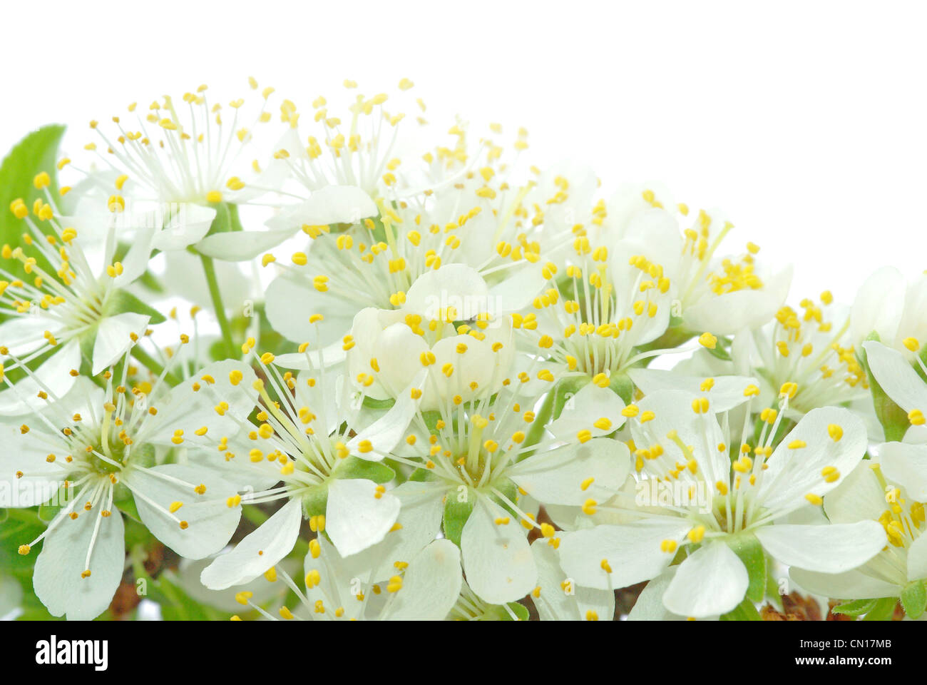 plum flowers merging with light background Stock Photo - Alamy