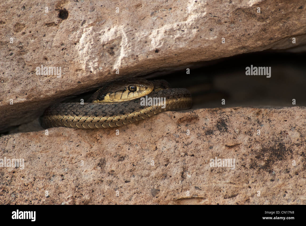 Western Terrestrial Garter Snake Thamnophis elegans Monte Vista ...