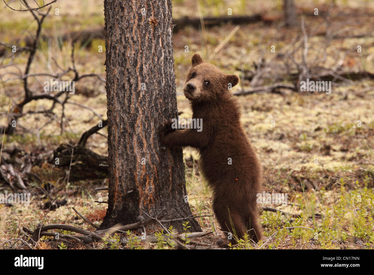 Grizzly bear cub standing against a tree, Yukon Stock Photo - Alamy