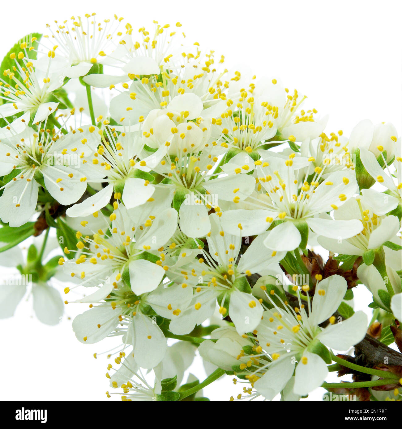 plum flowers merging with light background Stock Photo - Alamy