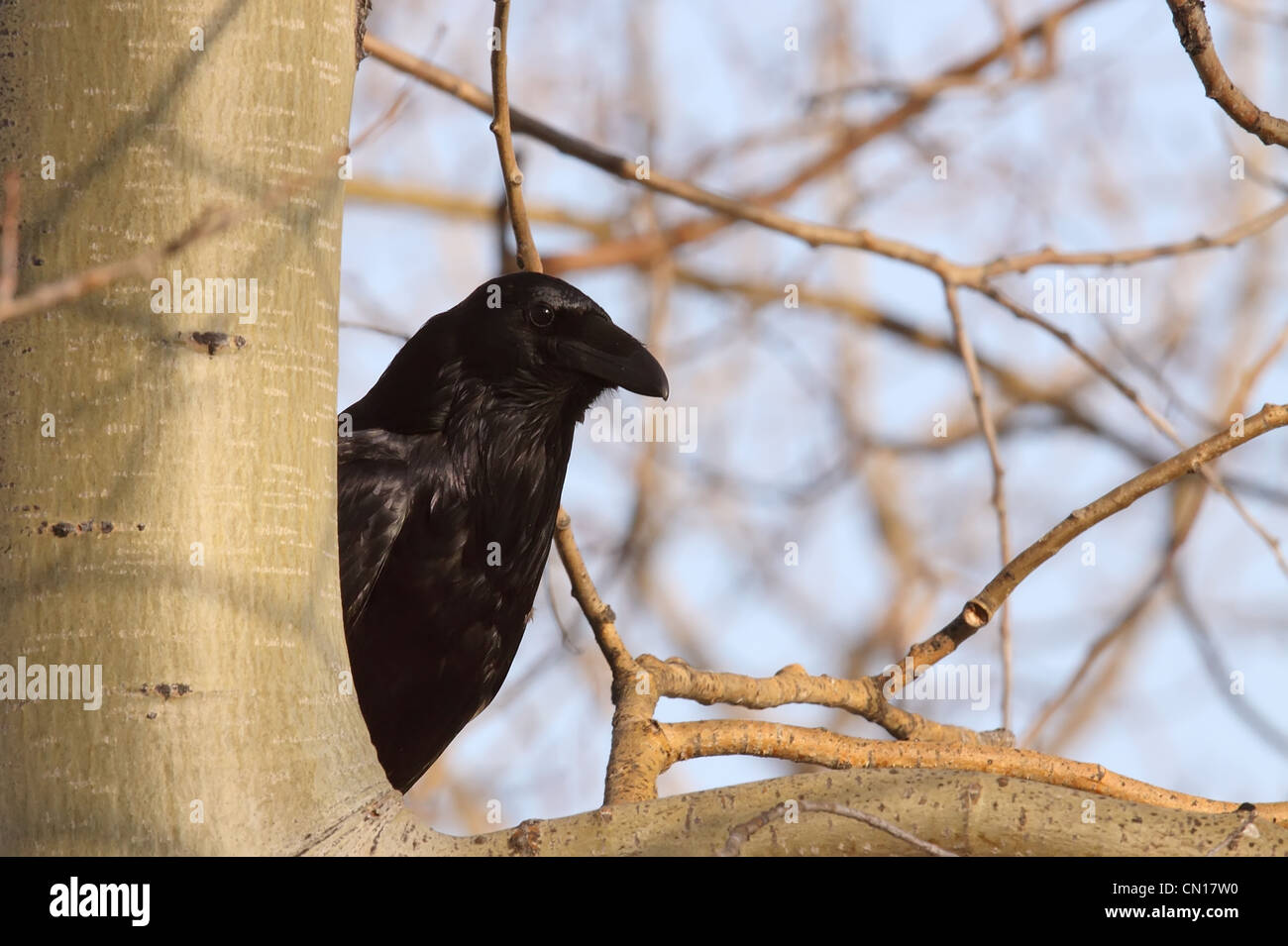 Raven looking at you hi-res stock photography and images - Alamy
