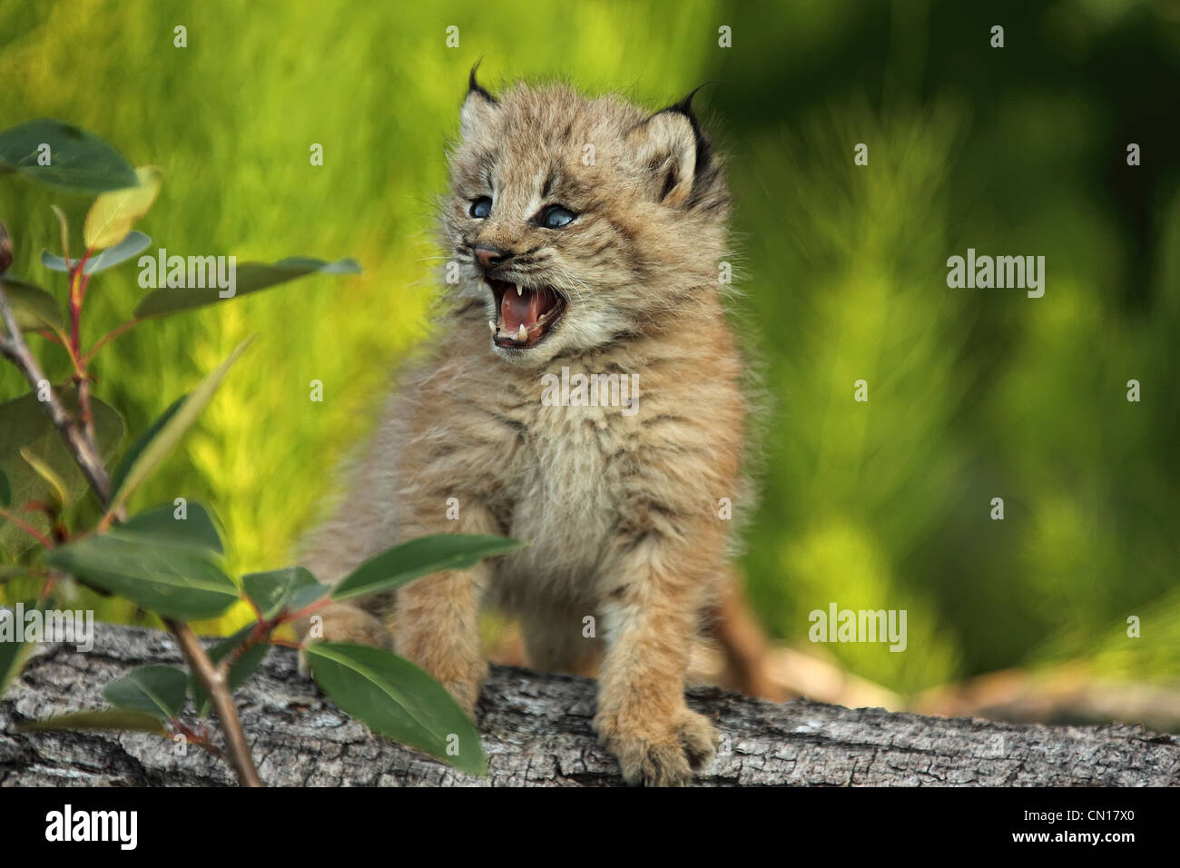 Kitten Pics High Resolution Stock Photography and Images - Alamy