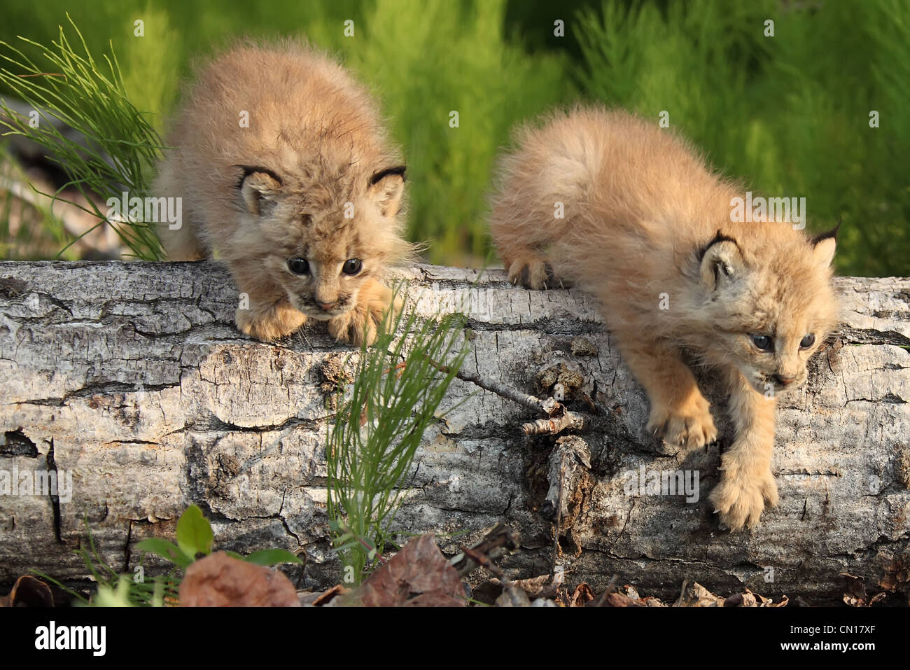 Canadian Lynx Kittens climbing on a log, Alaska Stock Photo - Alamy