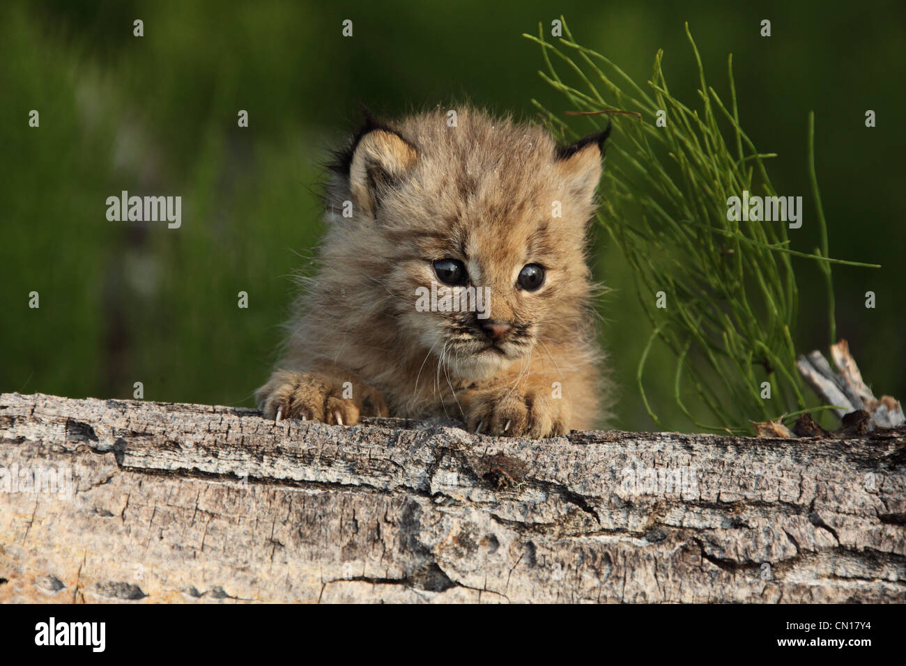 Canadian Lynx Kitten looking over a log, Alaska Stock Photo - Alamy