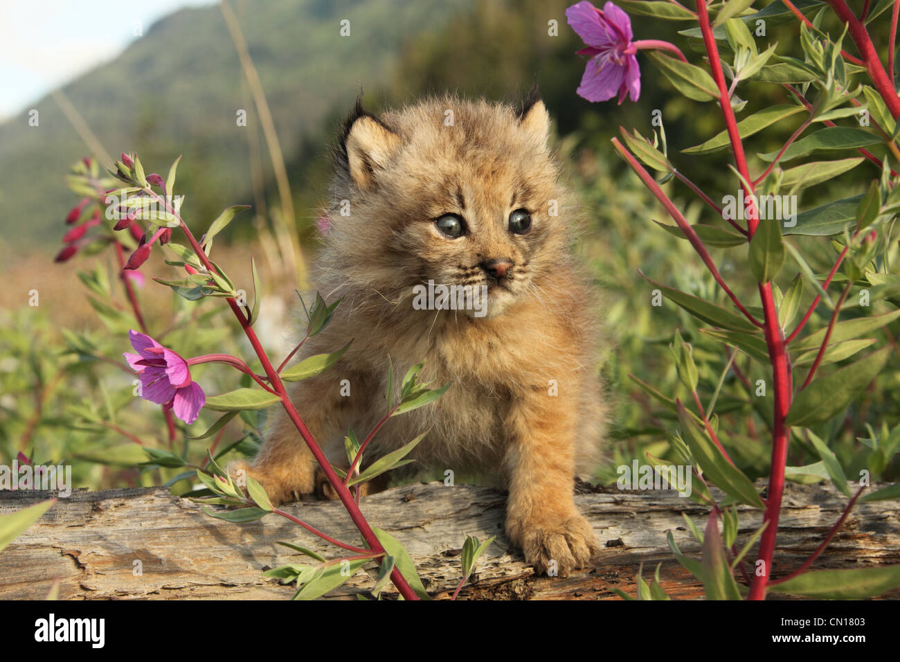 Kitten Pics High Resolution Stock Photography and Images - Alamy
