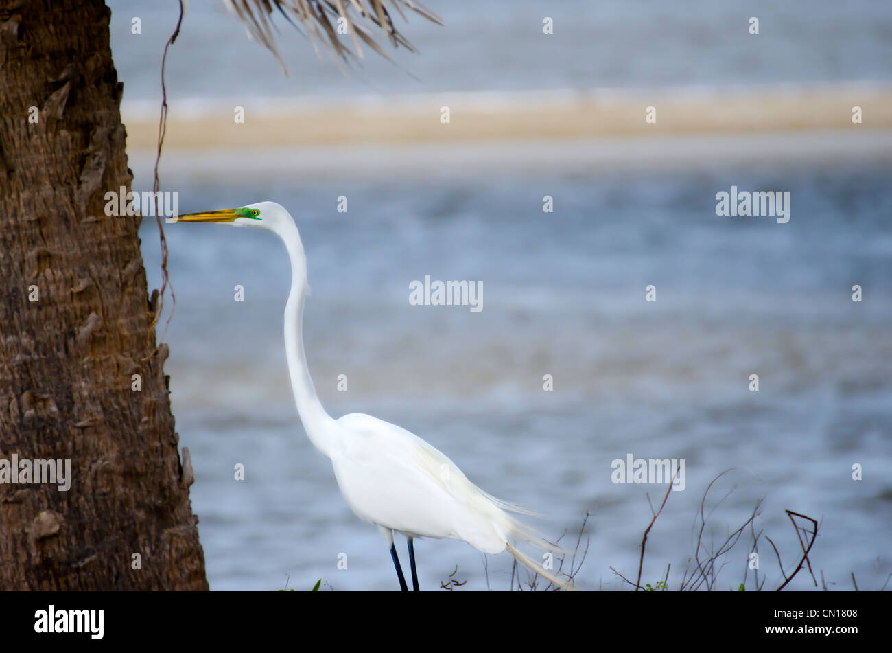 On the Lookout Stock Photo - Alamy
