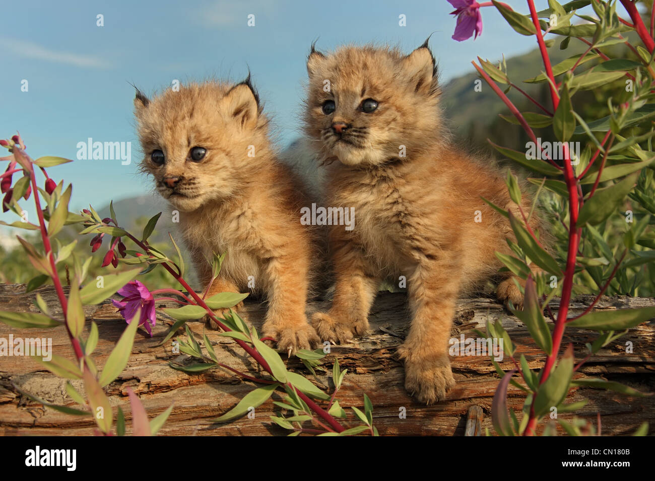 Lynx kittens hi-res stock photography and images - Alamy
