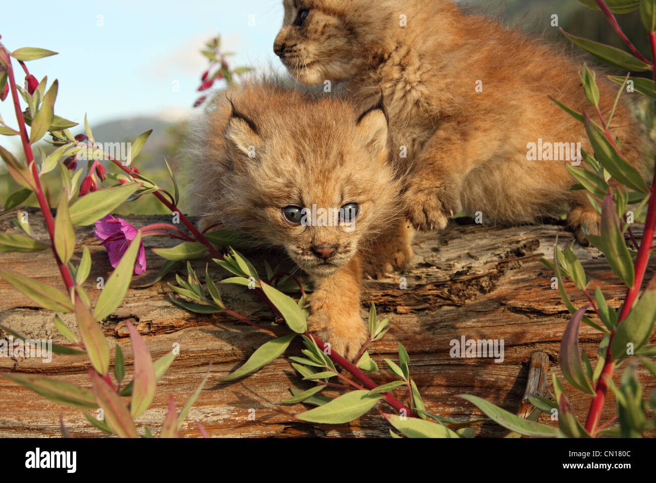 Canadian Lynx Kittens, Alaska Stock Photo - Alamy