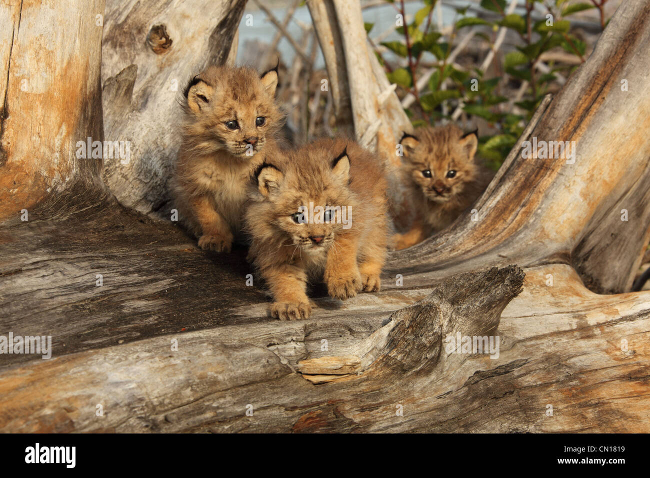 Canadian Lynx Kittens, Alaska Stock Photo - Alamy