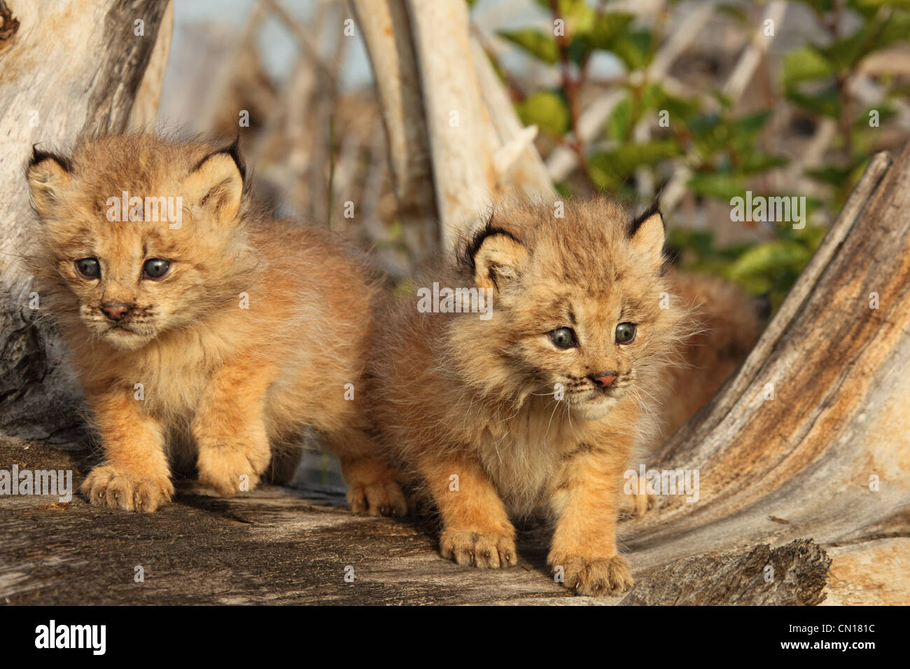 Canadian Lynx Kittens, Alaska Stock Photo - Alamy