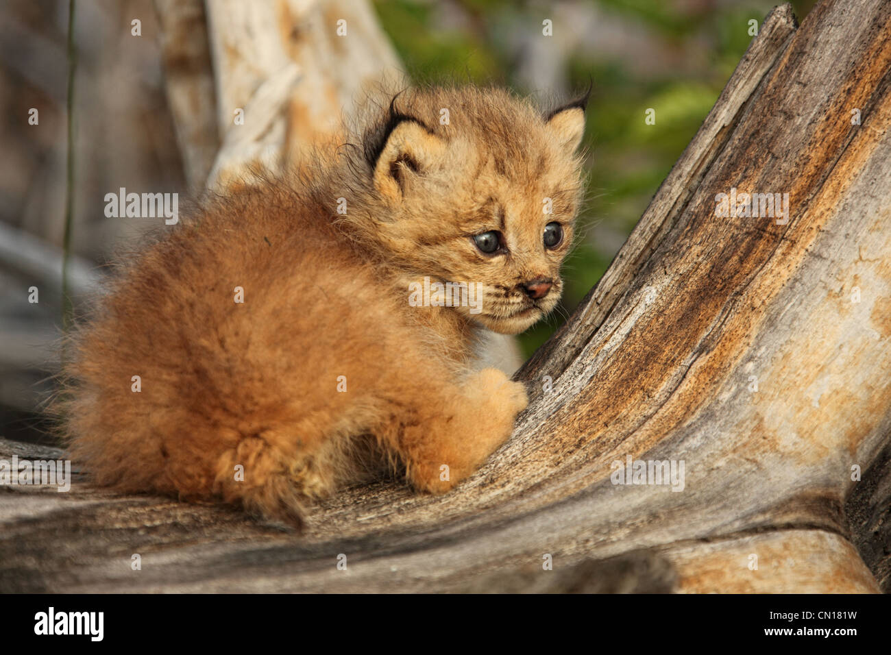 Canadian Lynx Kitten, Alaska Stock Photo - Alamy