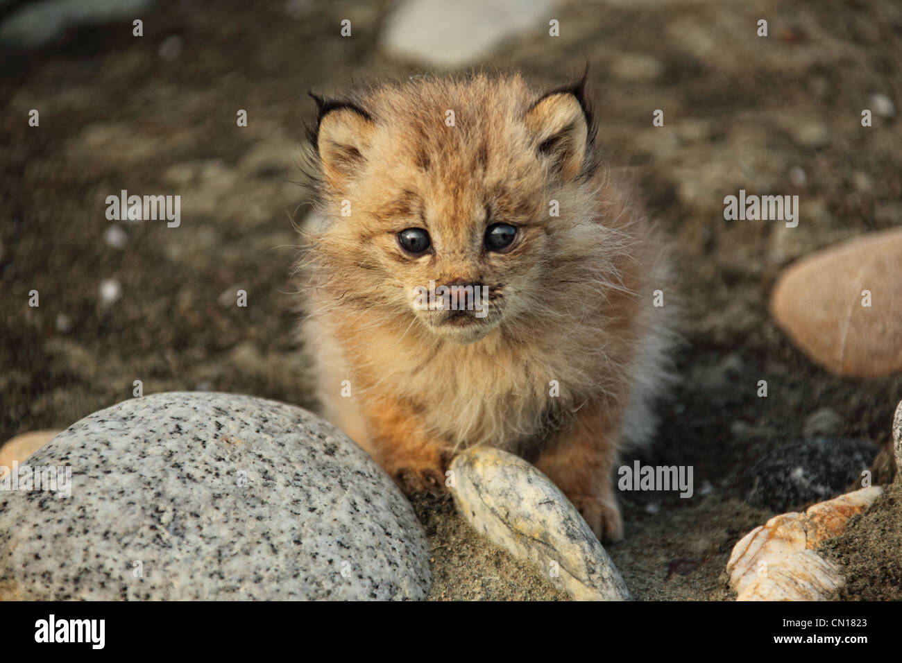 Canadian Lynx Kitten, Alaska Stock Photo - Alamy