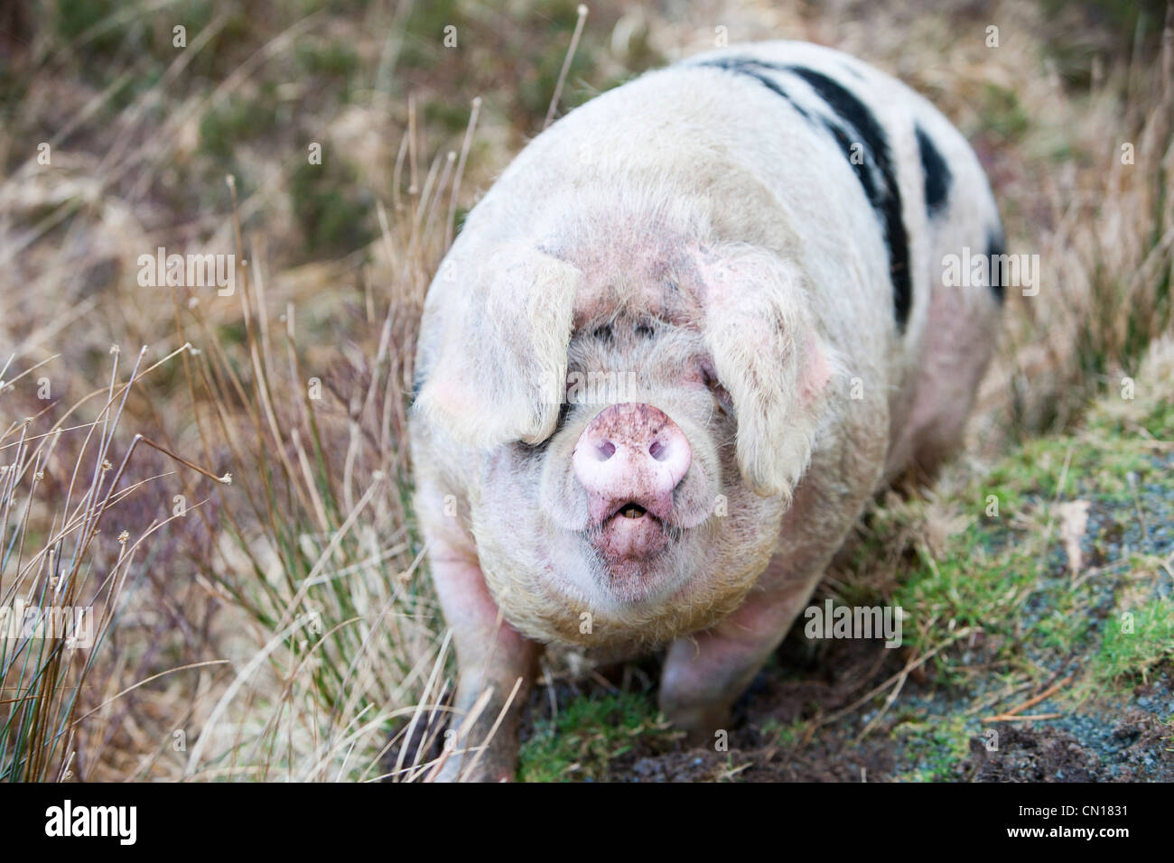 A free range pig on Raasay, Scotland, UK Stock Photo - Alamy