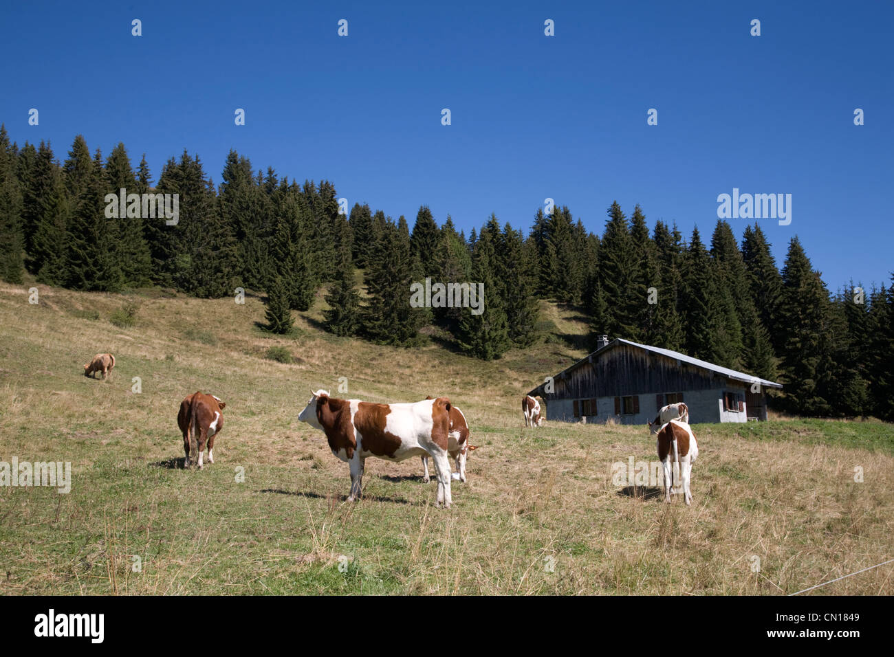 French Alpine scenery Stock Photo - Alamy