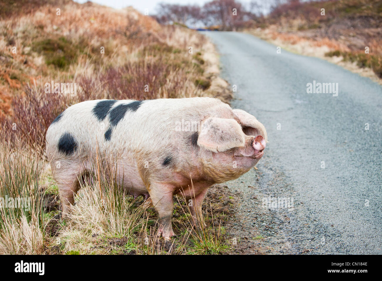 A free range pig on Raasay, Scotland, UK Stock Photo - Alamy
