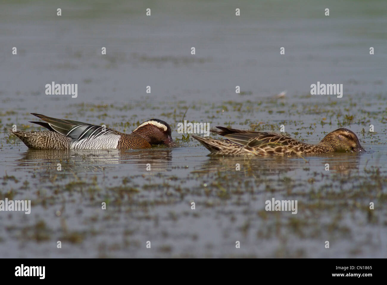 Garganey female duck hi-res stock photography and images - Alamy