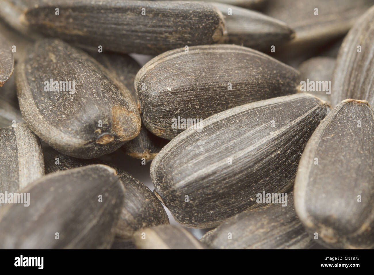 Sunflower seeds as background Stock Photo - Alamy