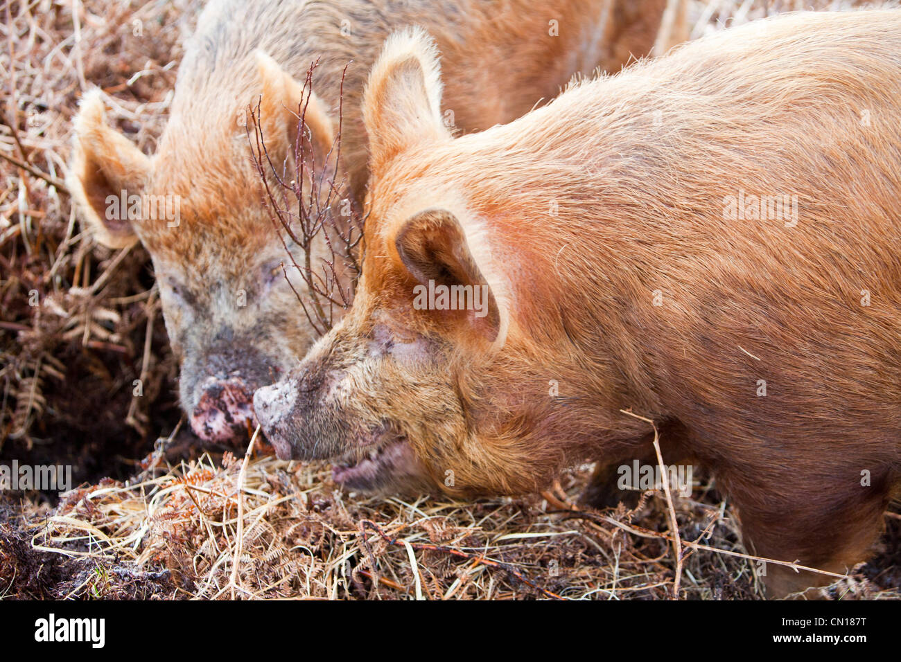 A free range pig on the north of Raasay, Scotland, UK Stock Photo - Alamy