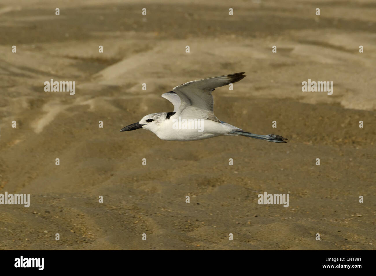 Crab Plover in flight (Dromas ardeola Stock Photo - Alamy