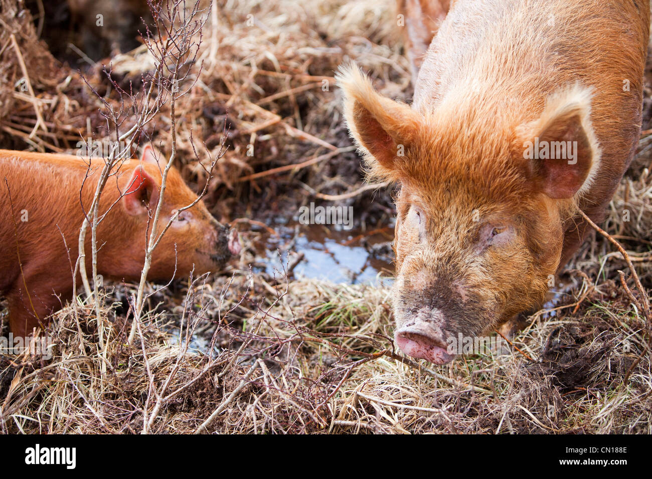 A free range pig on the north of Raasay, Scotland, UK Stock Photo - Alamy