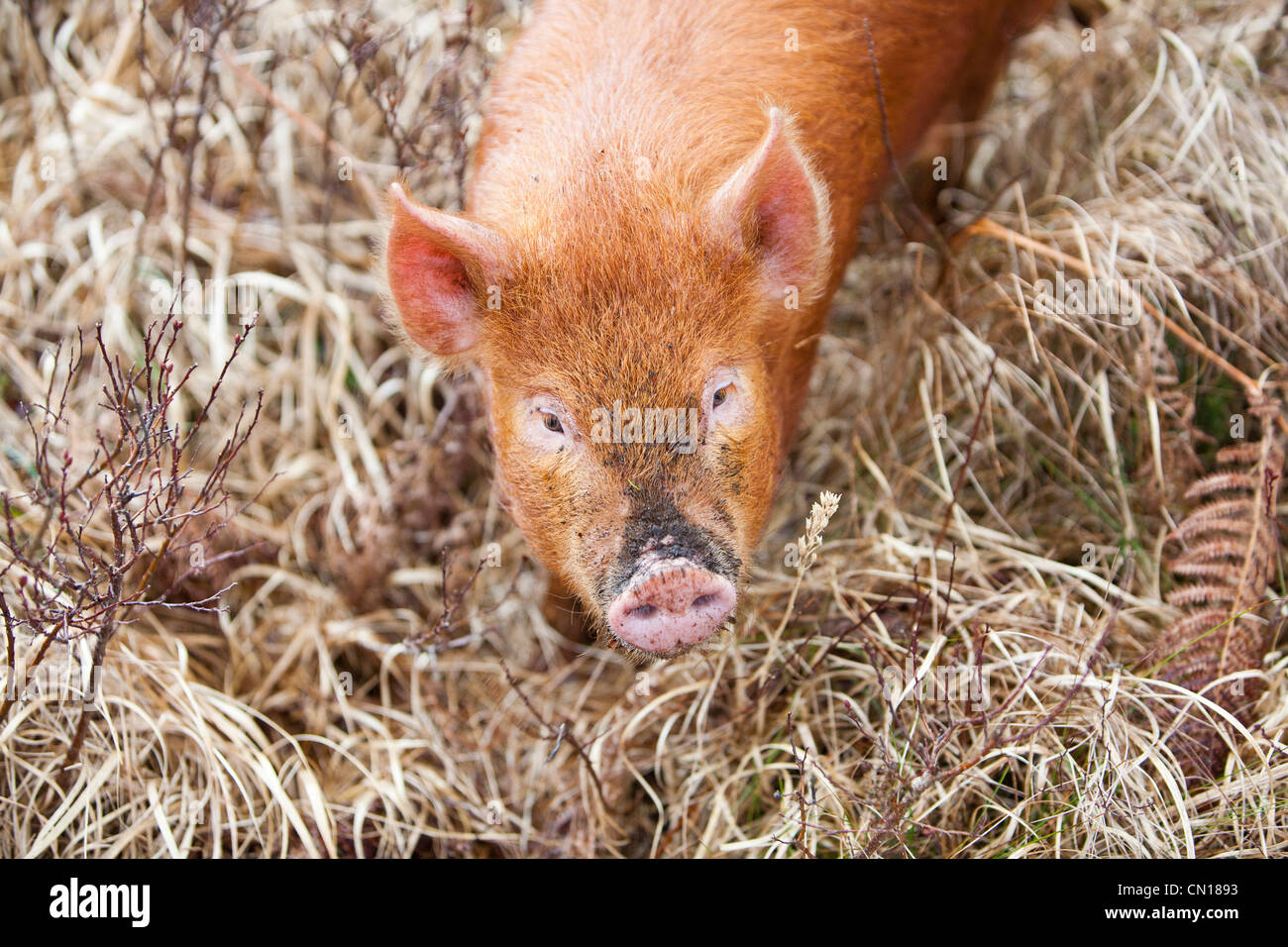 A free range pig on the north of Raasay, Scotland, UK Stock Photo - Alamy