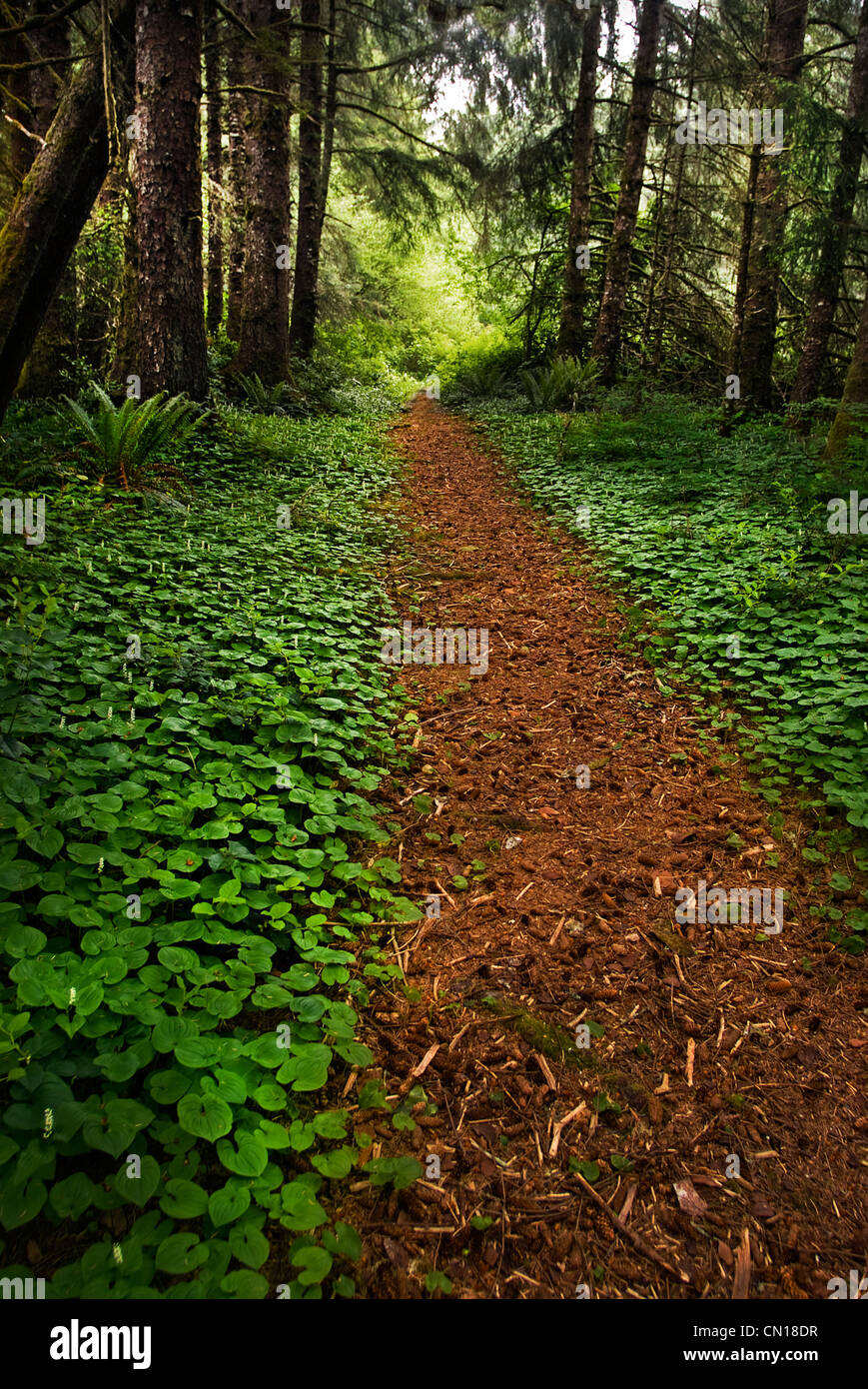 Plants on a forest floor, Pacific Rim National Park, Vancouver Island ...