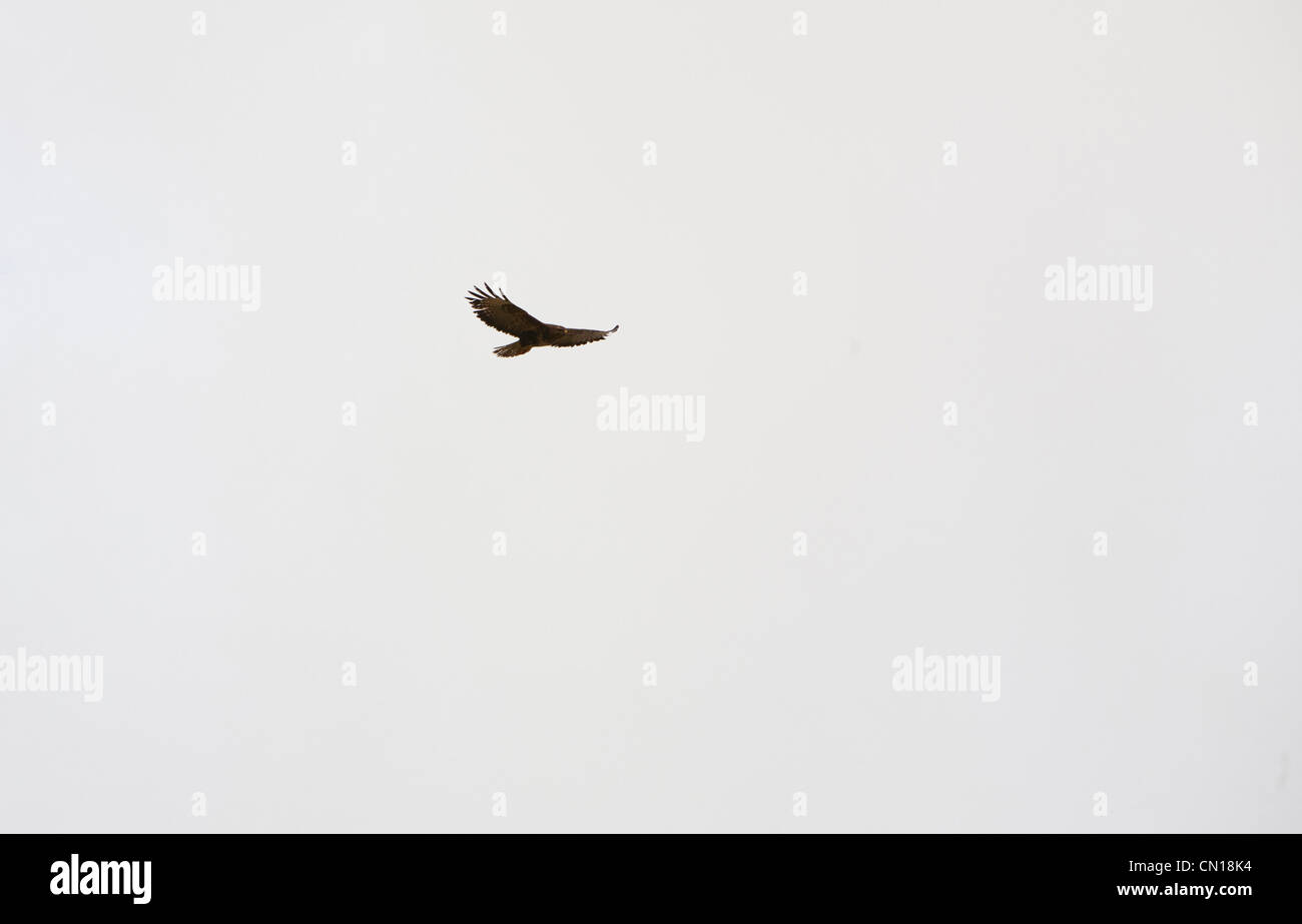 Buzzard silhouette hi-res stock photography and images - Alamy