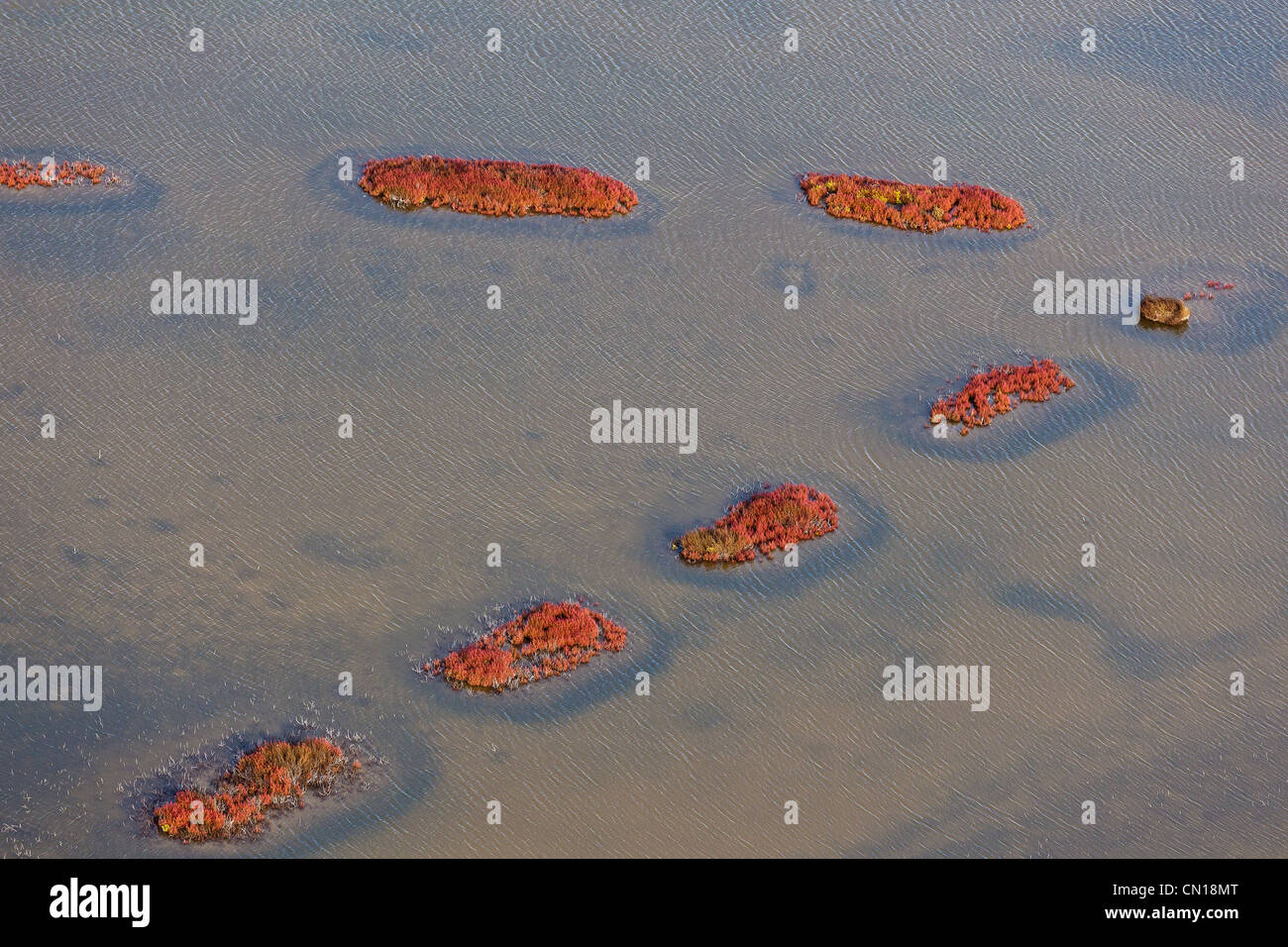 France, Charente Maritime, Charron, salicornia on smalls islands ...