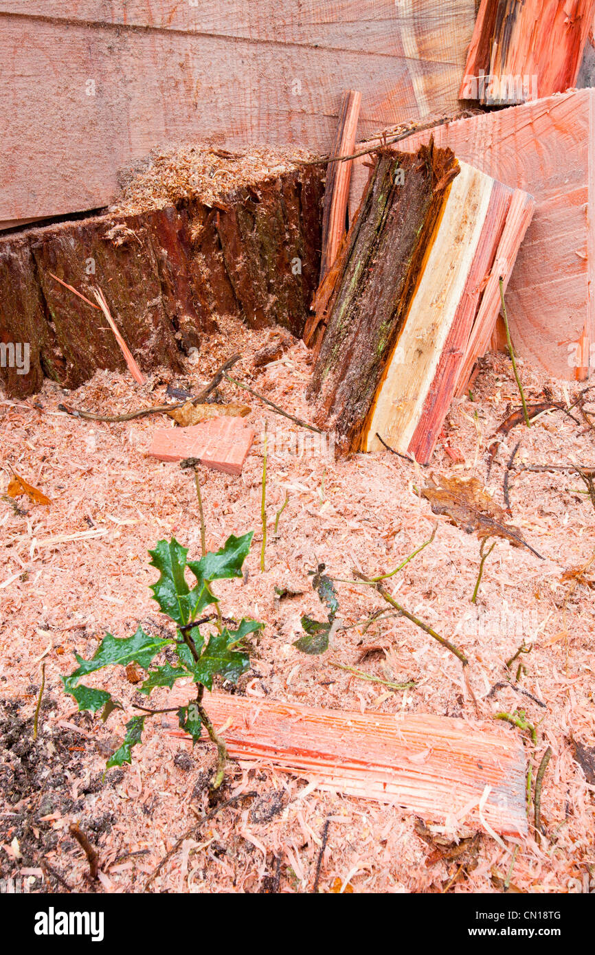 Sawdust floor hi-res stock photography and images - Alamy